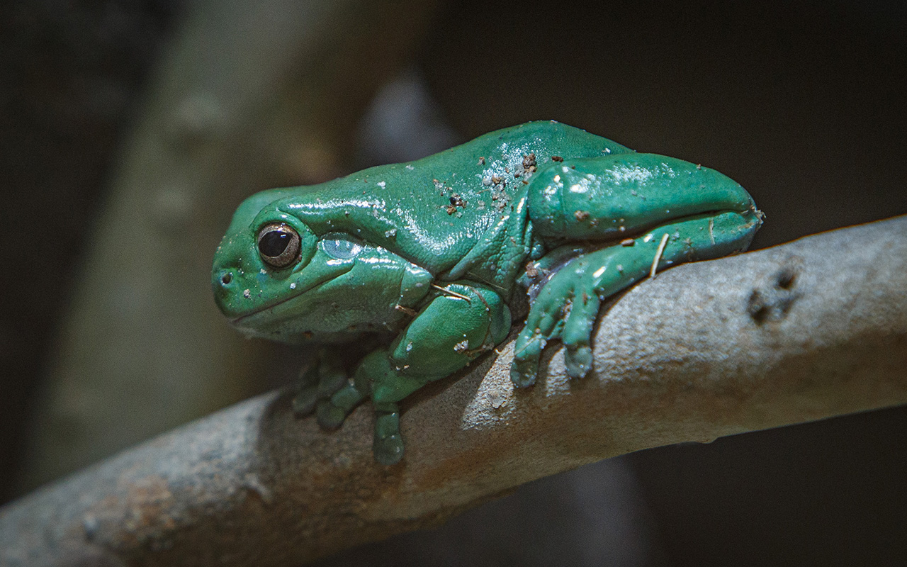 Reptiles For Miles - peninsula essence