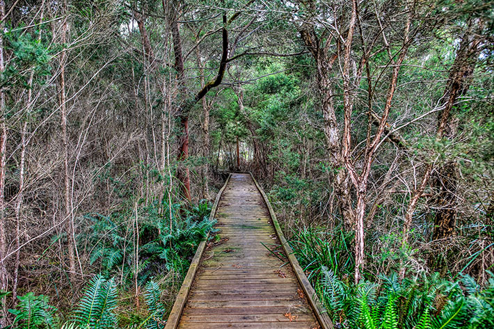 Fabulous Forests - peninsula essence
