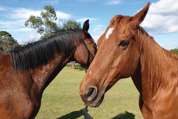 Equine expressions - peninsula essence