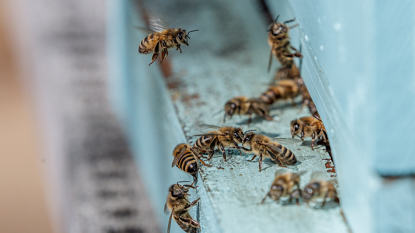 Perfect Swarm - peninsula essence